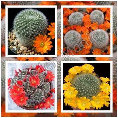 10 Sementes de Rebutia Mix - Garden Mania Sementes e Mudas - Loja Online