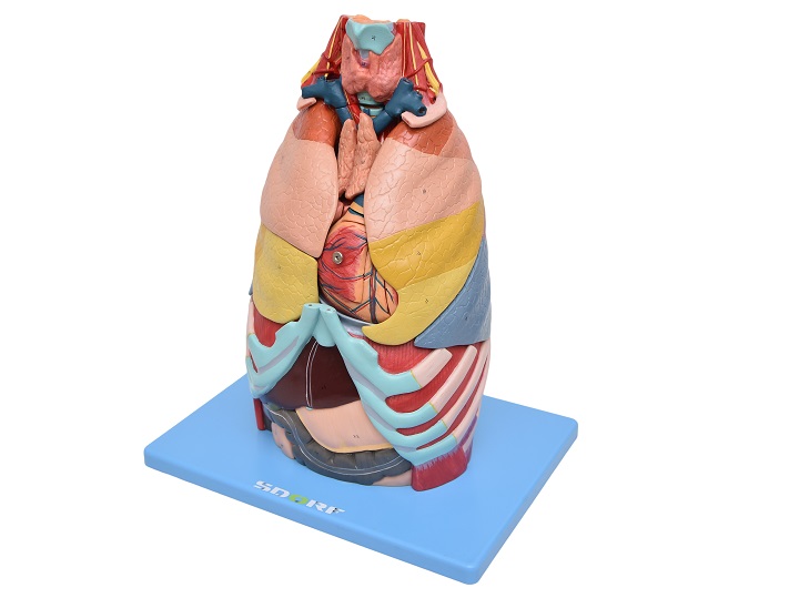 CAVIDADE TORÁCICA EM 17 PARTES - Cardiomed Saúde