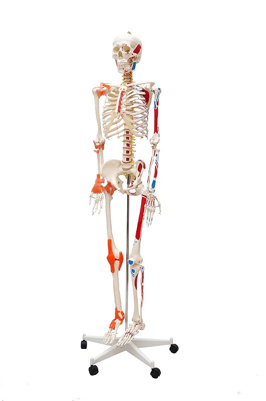 ESQUELETO HUMANO DE 1,70 CM C/ INSERÇÃO E ORIGEM MUSCULAR E LIGAMENTOS ...