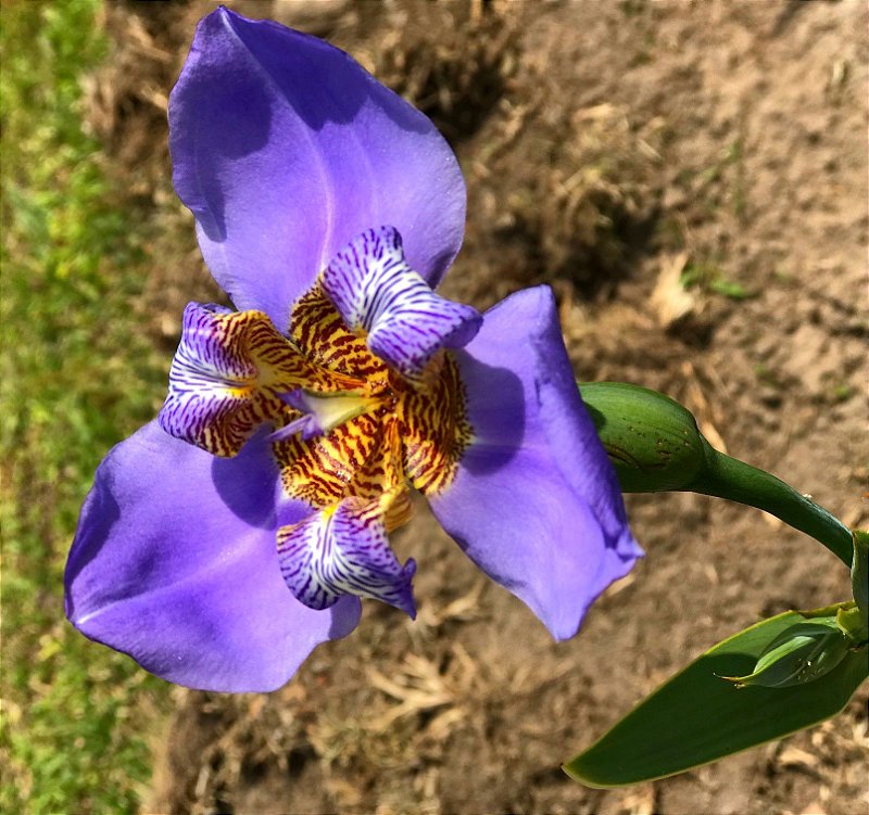 Muda Ornamental de Iris Azul (Muda pequena) - Sem agrotóxico - Manah da ...