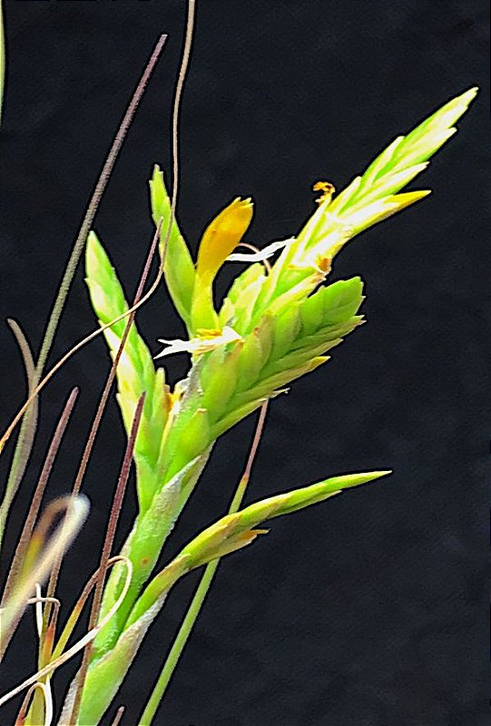Tillandsia distichia Air Plant - Tillandsias Brasil