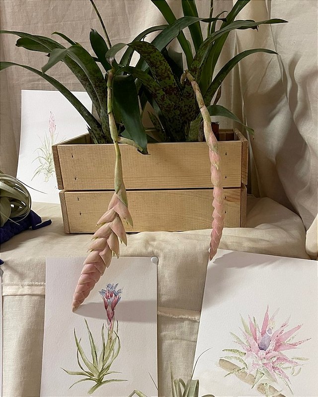 vriesea guttata bromeliacee - Tillandsias Brasil