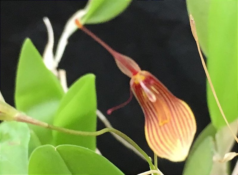 Restrepia elegans - Tillandsias Brasil