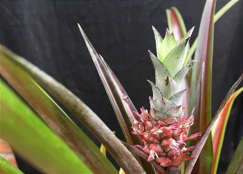 Ananas lucidus - Tillandsias Brasil