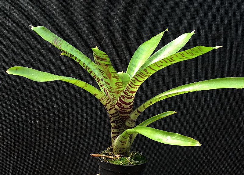vriesea splendens - Tillandsias Brasil