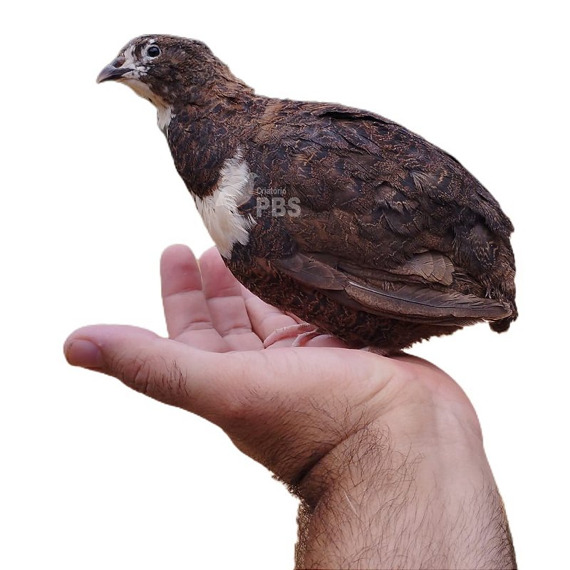 2 Dúzias De Ovos Férteis De Codorna Gigante - CORES MISTAS - Criatório PBS