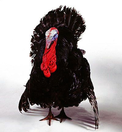 Peru Negro - Criatório e Venda de Aves Exóticas