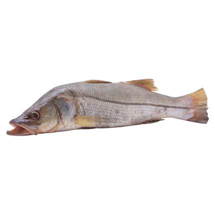 Robalo Congelado - Inteiro e Eviscerado kg - Pescados Moema