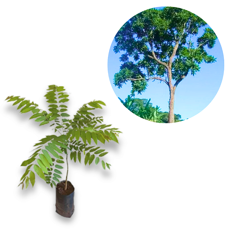 Muda de Cedro Rosa - Cedrela Fissilis - Dancruz Plantas