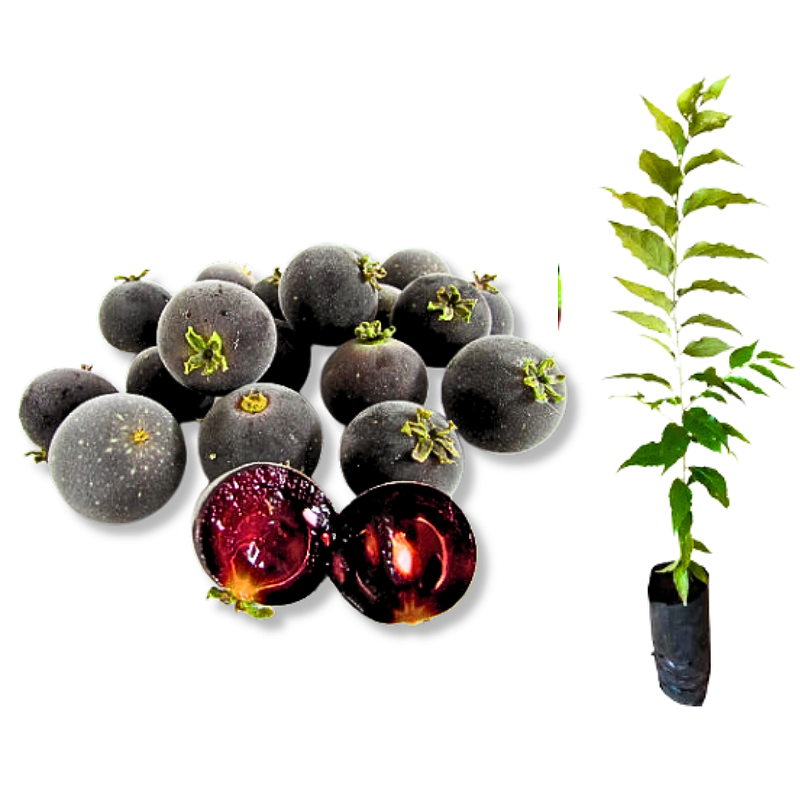 Planta De Groselha