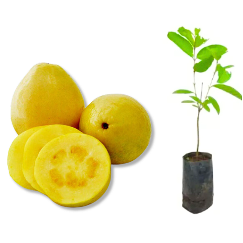 Muda de Goiaba de Polpa Amarela-Dancruz - Dancruz Plantas