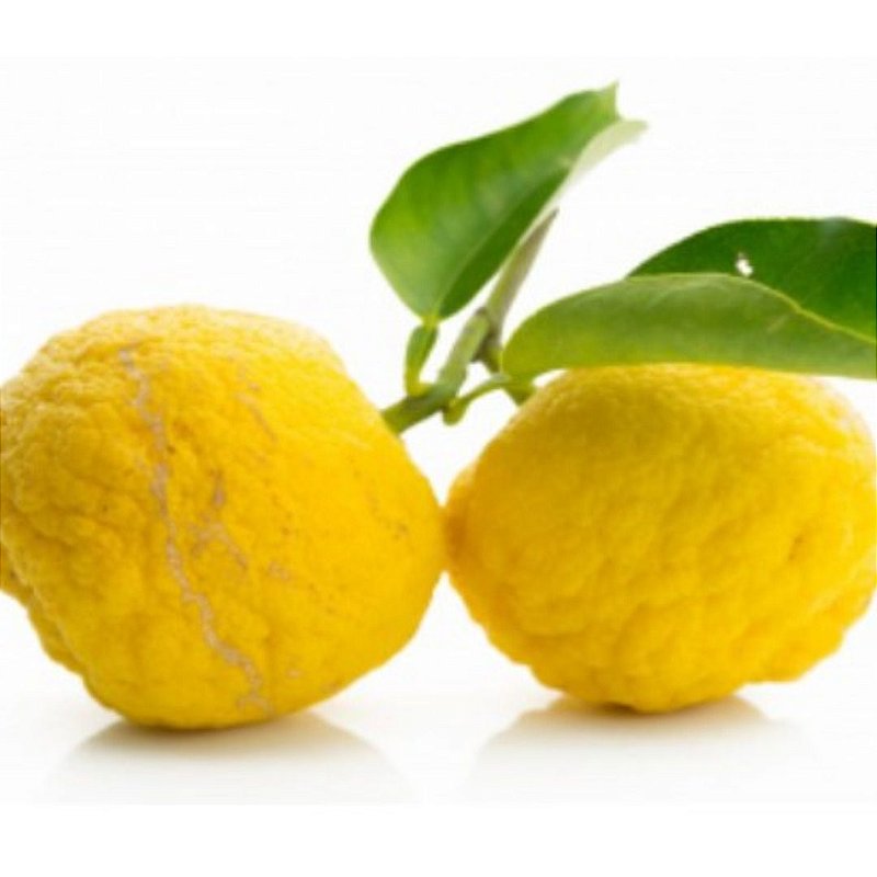 Muda de Cidra - O Verdadeiro Citrus Medica Enxertado - Dancruz Plantas