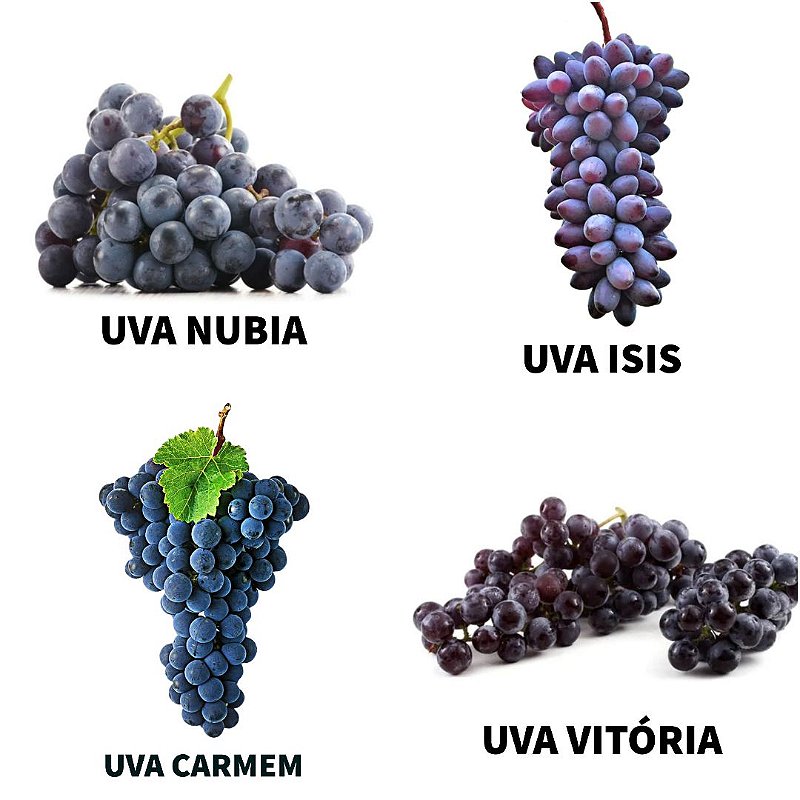 Kit com 4 Mudas de Uva Núbia, Uva Isís, Uva Vitória e Carmem - Dancruz ...