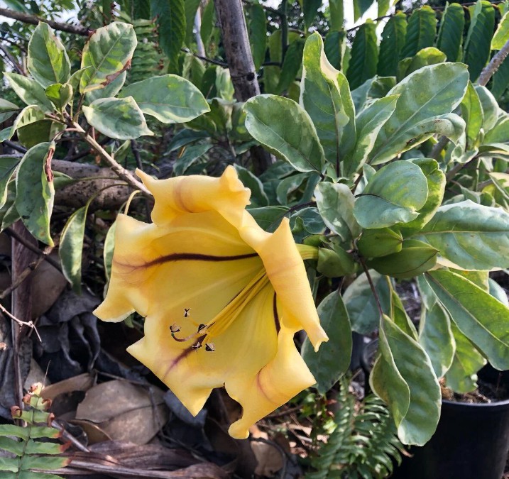 Muda Solandra Variegata (Solandra Grandiflora) - Dancruz Plantas