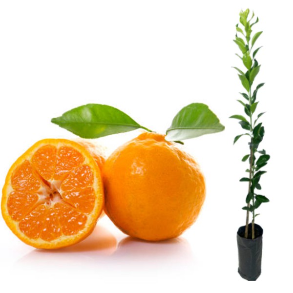 Muda Tangerina Ponkan Comum Swatow - Enxertada mais Doce - Dancruz Plantas