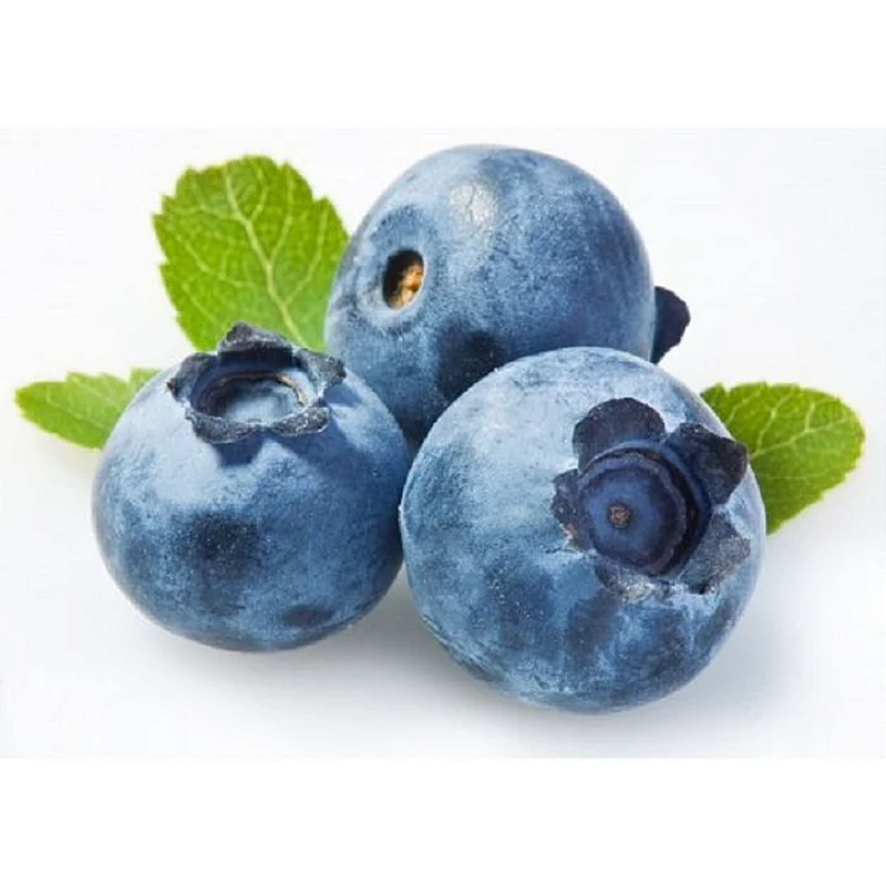 Kit 50 Mudas de Mirtilo - BlueBerry preste a produzir-Dancruz - Dancruz ...