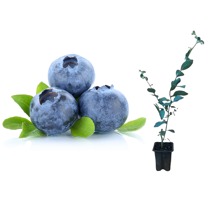 Kit 50 Mudas de Mirtilo - BlueBerry preste a produzir-Dancruz - Dancruz ...