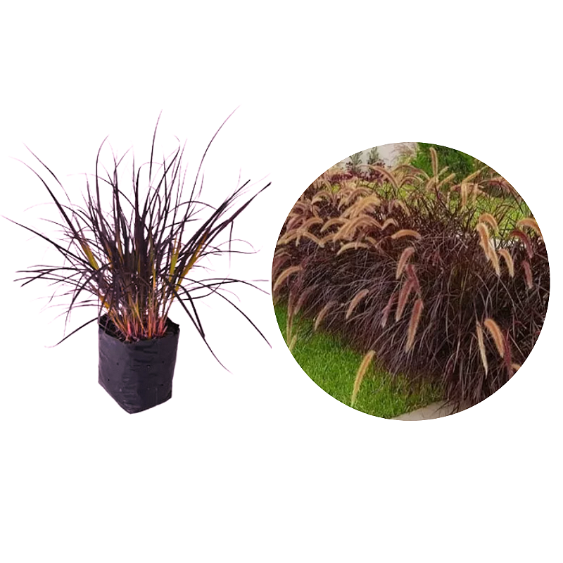 Mudas CapiM do Texas Rubro-Dancruz - Dancruz Plantas