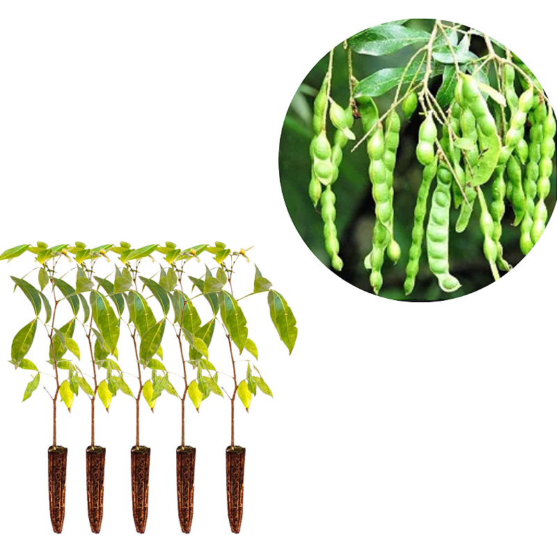 Kit 5 mudas de Ingá Feijão - Inga marginata - Dancruz Plantas