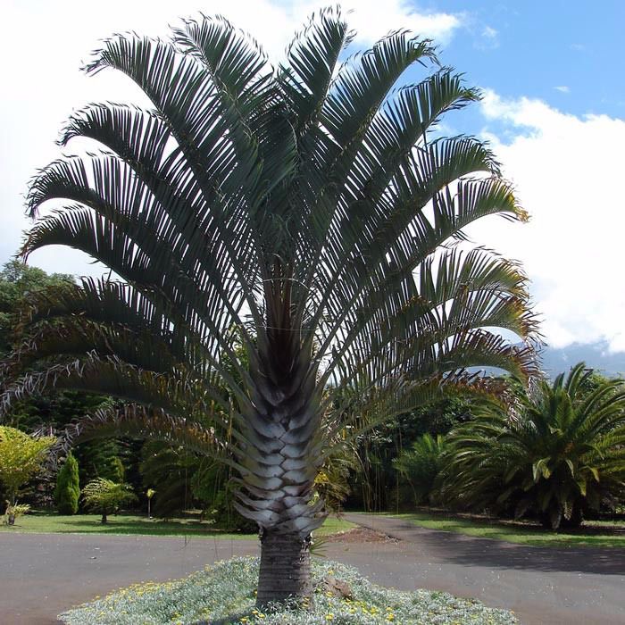 Muda da Palmeira Triangular - Dypsis Decaryi-Dancruz Plantas - Dancruz ...