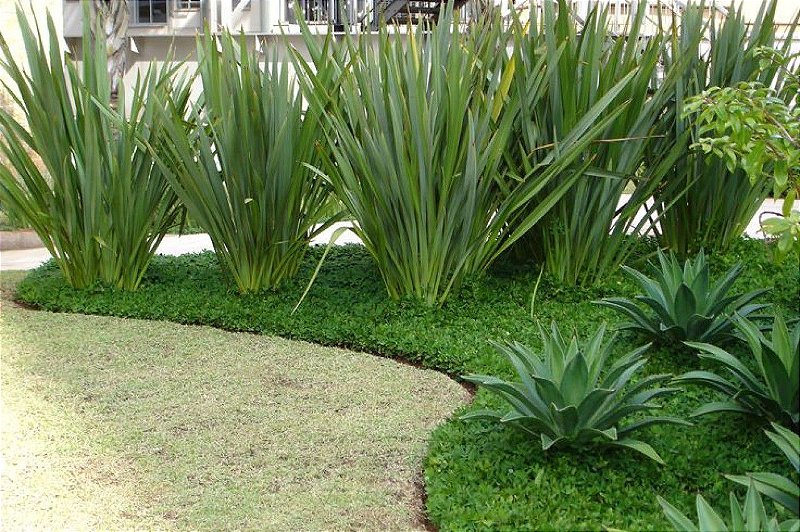 muda formio verde - Dancruz Plantas