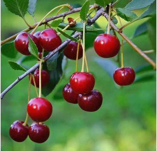 Muda de Cereja Portuguesa ou Cereja Bolo - Enxertada Raríssima ...