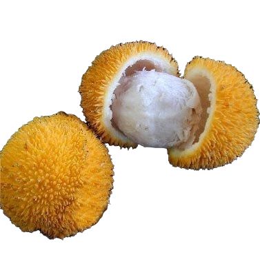 Bacuri-pari da amazônia - garcinia muito doce-Dancruz Plantas - Dancruz ...