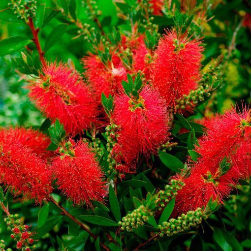 Muda Flor Calistemo Imperial Novidade - Dancruz Plantas