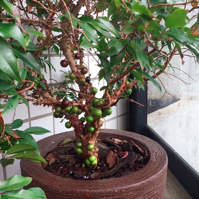 Muda Jabuticaba Híbrida Enxertada PRODUZINDO-Dancruz Plantas - Dancruz ...