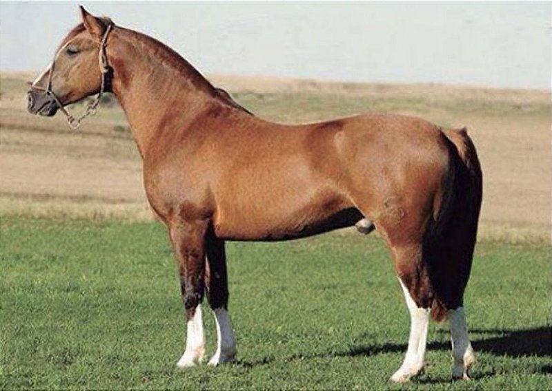 As Malke Tormento - Tenda Crioula - Animais, Coberturas, Consultoria e ...