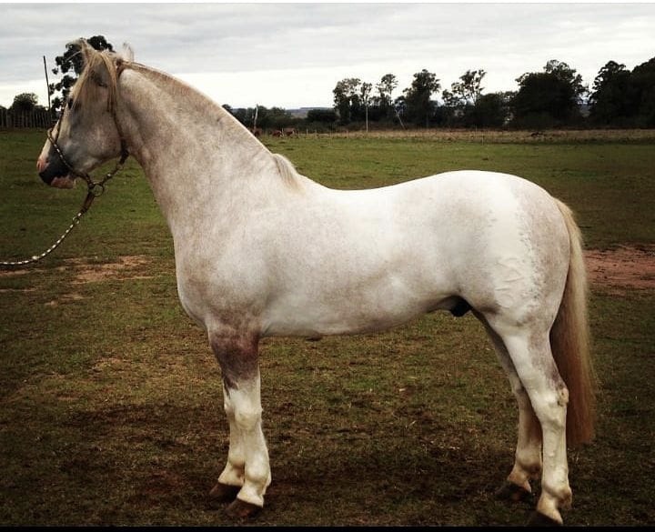 Juquiri do Curupá - Tenda Crioula - Animais, Coberturas, Consultoria e ...