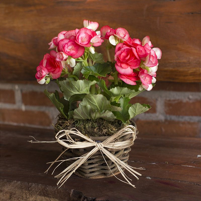 Mini Begônia - Floricultura Primavera