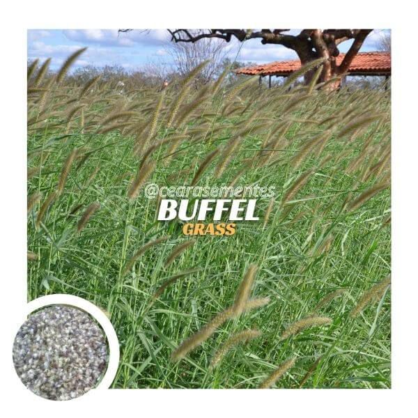 Capim Buffel - Ceará Sementes