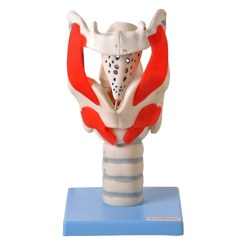 Laringe Funcional Ampliada - TZJ-0314-F - Teratec Soluções em Precisão ...