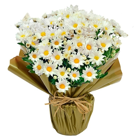 Mini Margarida Branca Plantada - Fênix Floricultura - Flores, Cestas e ...