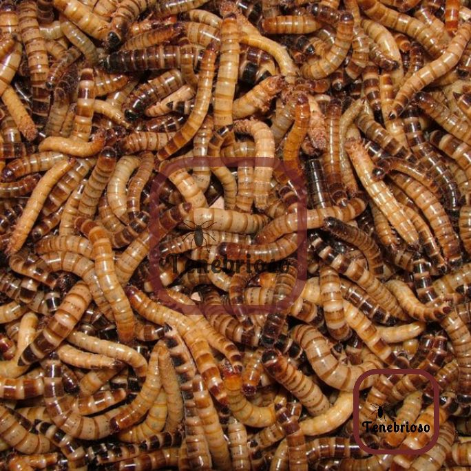 Comprar Tenebrios Gigantes RJ - Tenebrioso Insetos