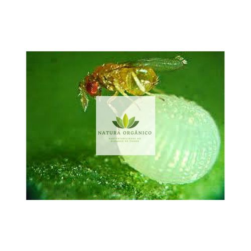 Inseticida Biológico Tricogramma Pretiosum - NATURA ORGANICO