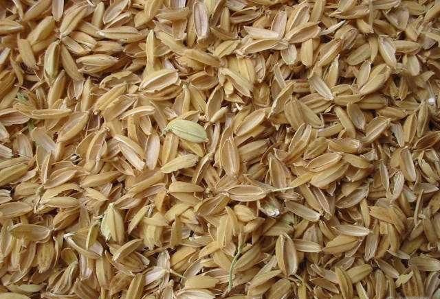 Casca de Arroz 200g - Homebrewers