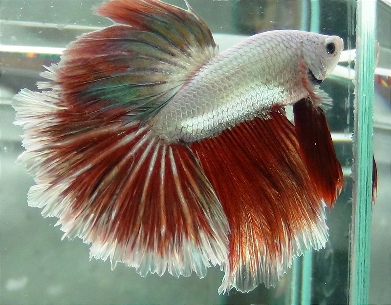 BETTA Red Dragon HM - BETTA SHOP