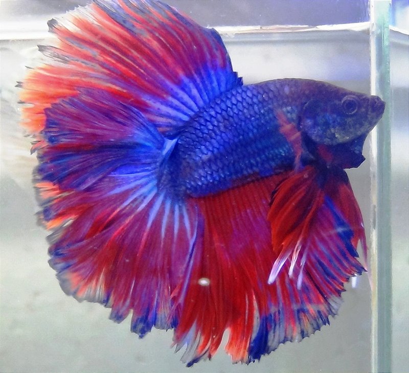 Betta Red Blue HM - BETTA SHOP