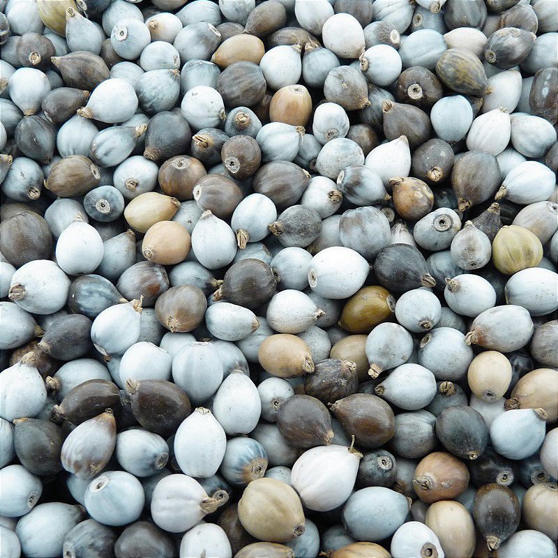 Contas De Lágrimas Para Que Serve - FDPLEARN