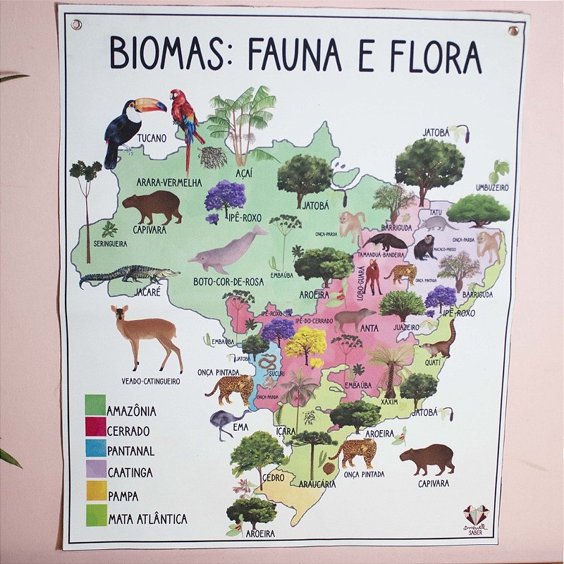 Biomas Brasileiros Caractersticas Fauna E Flora