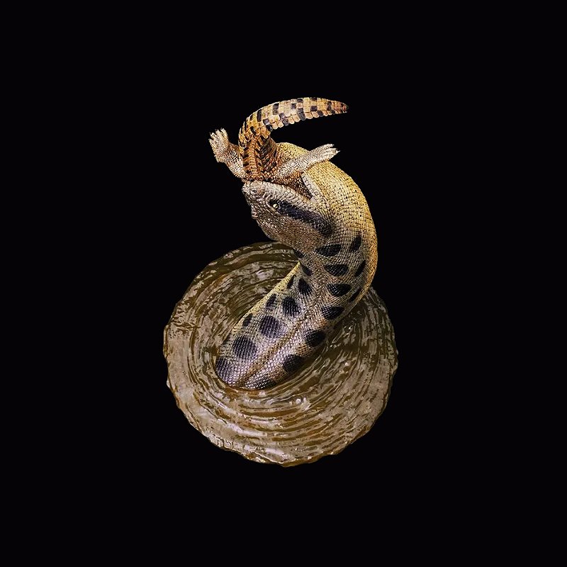 Titanoboa A Cobra Gigante