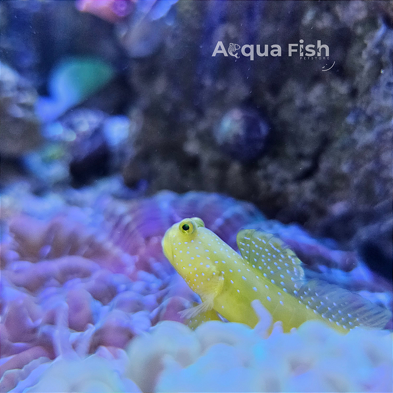 Yellow Watchman - Acqua Fish: Um pedaço do oceano na sua casa!