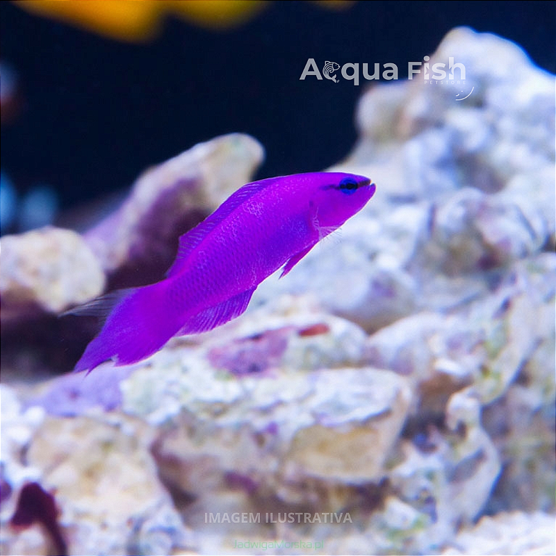 Pseudochromis Fridmani - Acqua Fish: Um pedaço do oceano na sua casa!