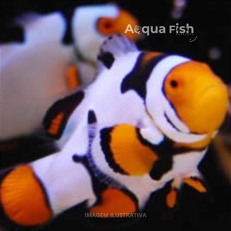 Palhaço Picasso - Acqua Fish: Um pedaço do oceano na sua casa!
