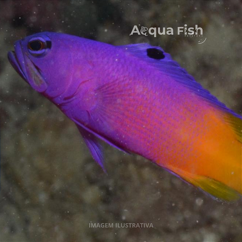 Gramma brasiliensis (Criado) - Acqua Fish: Um pedaço do oceano na sua casa!