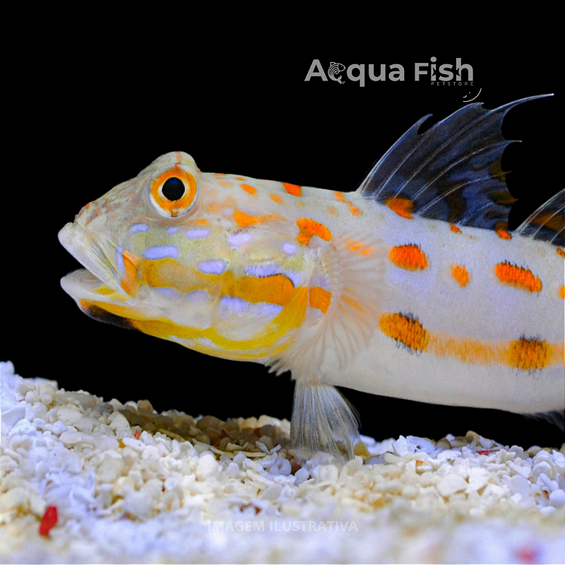 Goby Diamond - Acqua Fish: Um pedaço do oceano na sua casa!