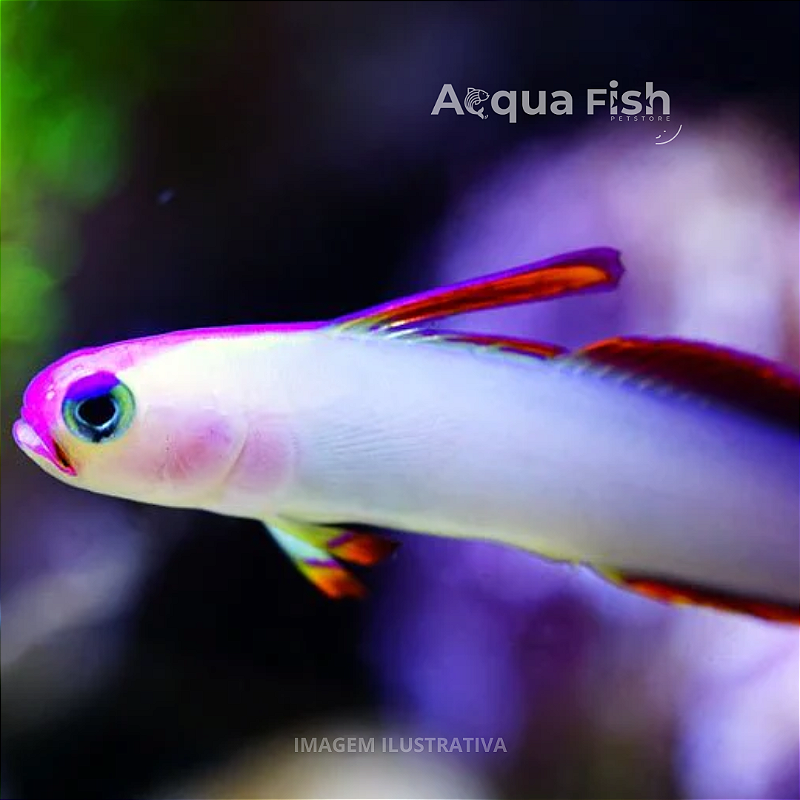 Purple Firefish - Acqua Fish: Um pedaço do oceano na sua casa!