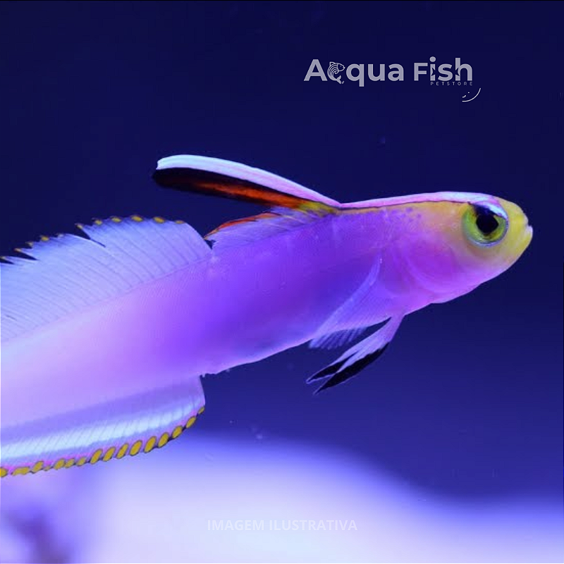 Helfrichi Firefish - Acqua Fish: Um pedaço do oceano na sua casa!